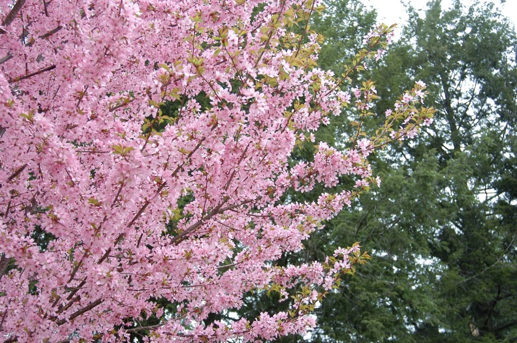 PLANT OF THE WEEK – DREAM CATCHER FLOWERING CHERRY
