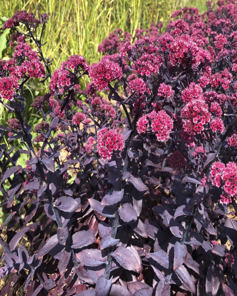 PLANT OF THE DAY – MOJAVE JEWELS RUBY SEDUM