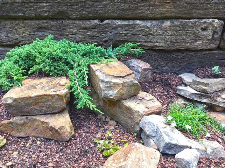 PLANT OF THE DAY – DWARF JAPANESE GARDEN JUNIPER