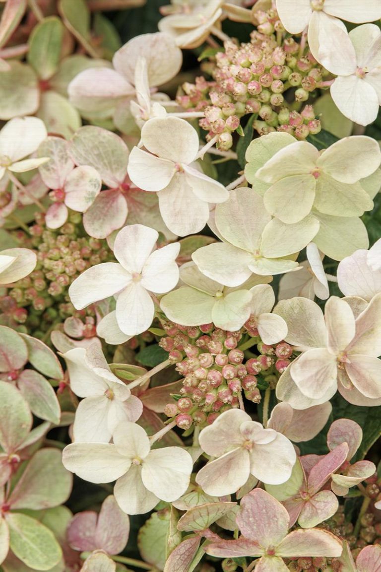 PLANT OF THE DAY – EARLY EVOLUTION HYDRANGEA