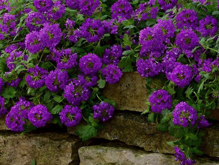 PLANT OF THE DAY – ENDURASCAPE DARK PURPLE VERBENA